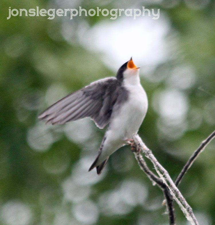 Northern Illinois Birder: Tree Swallow feeding its fledgling, Horicon ...