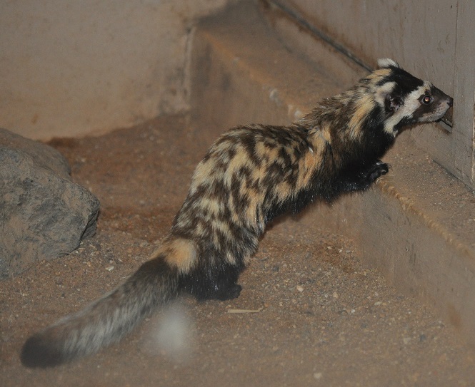 ZOOTOGRAFIANDO (6.100 ANIMALS): TURÓN BÚLGARO / MARBLED POLECAT ...