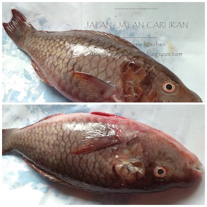 Kenali Pelbagai Jenis Ikan di Pantai Timur Sabah - Amie's Little Kitchen