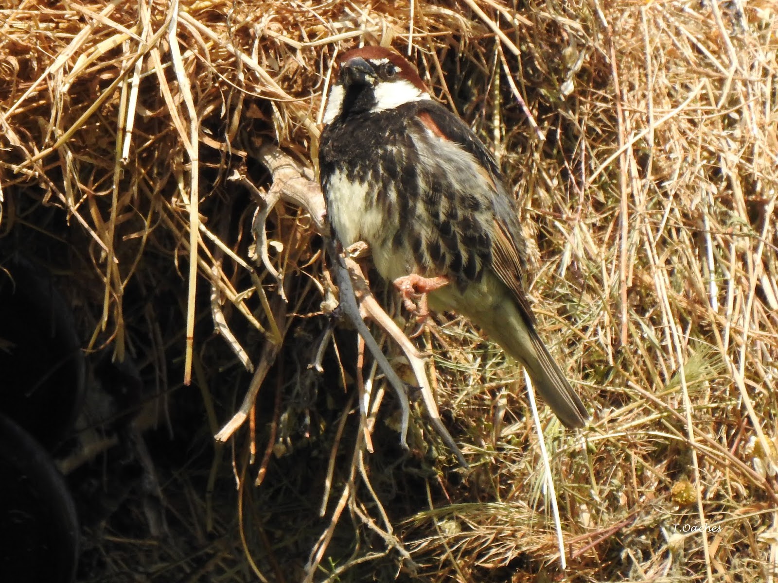 PASARI DIN ROMANIA: VRABIE NEGRICIOASA, Passer hispaniolensis
