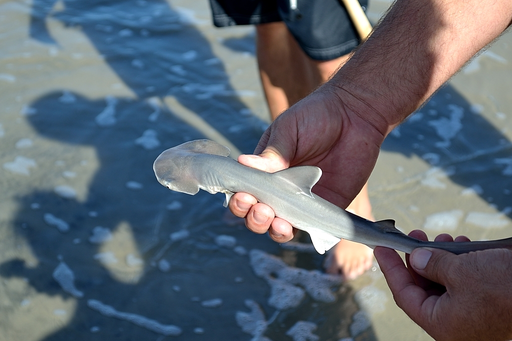 Drift Away: Hammerhead Shark!