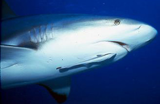 ¿Cómo consiguen las rémoras adherirse a los tiburones? | Universo Animal