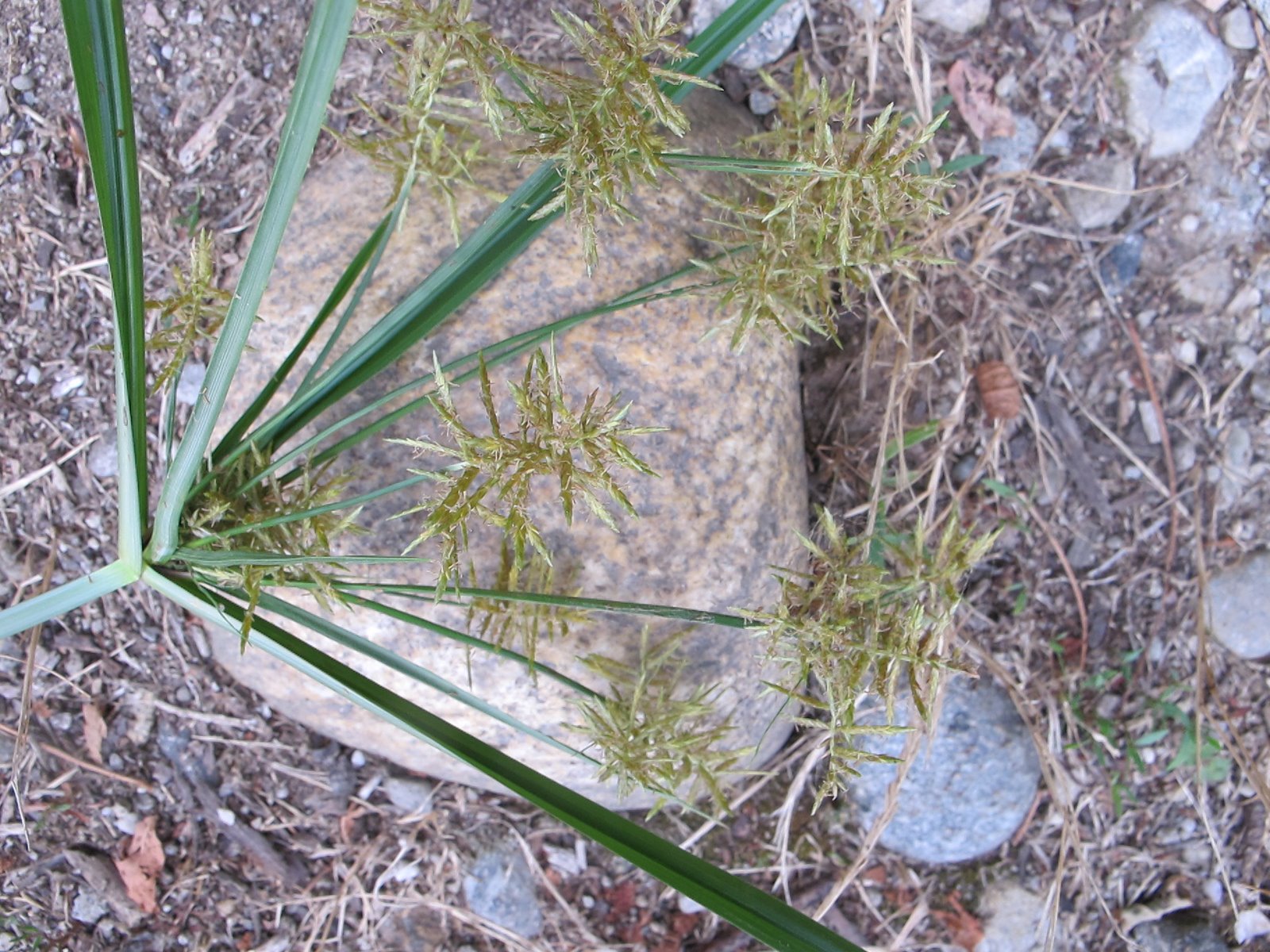 FLORA NEL SALENTO e.. anche altrove: Cyperus esculentus L. - Cyperaceae ...