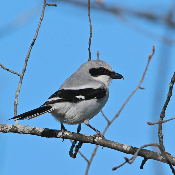 El Herrerillo: Conservación del alcaudón chico (Lanius minor) en Cataluña