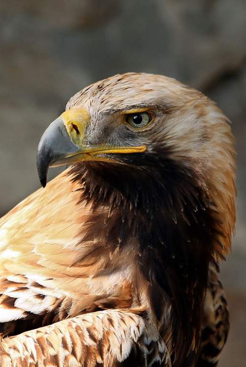Eastern imperial eagle | Birds of India | Bird World