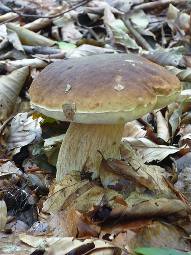 Behind the French Menu: The Cèpe - The French Porcini Mushroom. The ...
