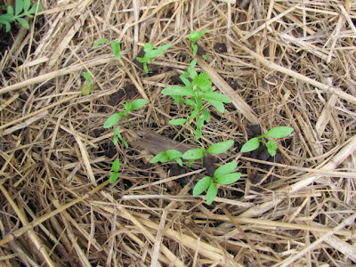 Eudlo Seed Savers Group: Growing & Saving Coriander Seed