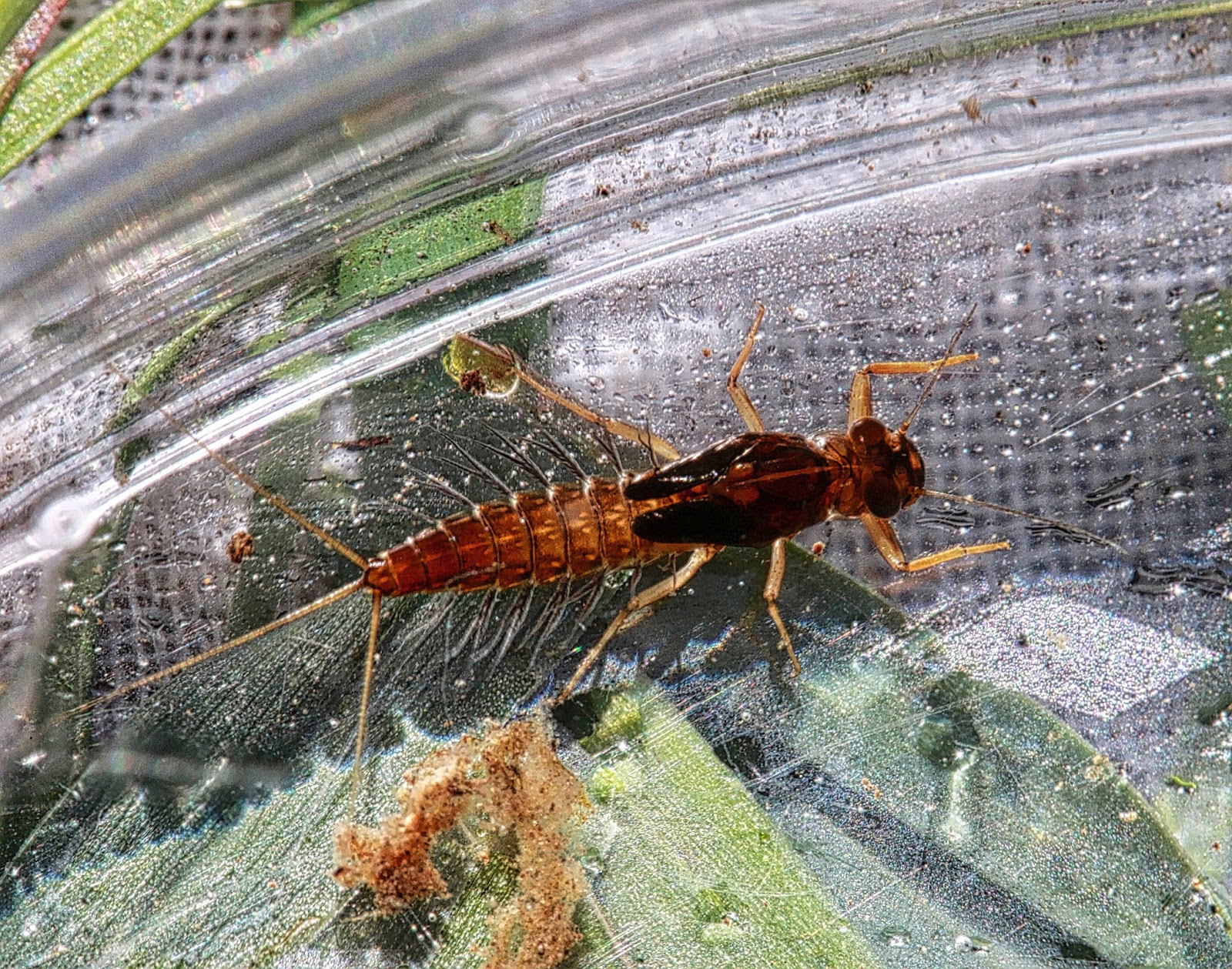 Aquatic Insects of Central Virginia: April 2018