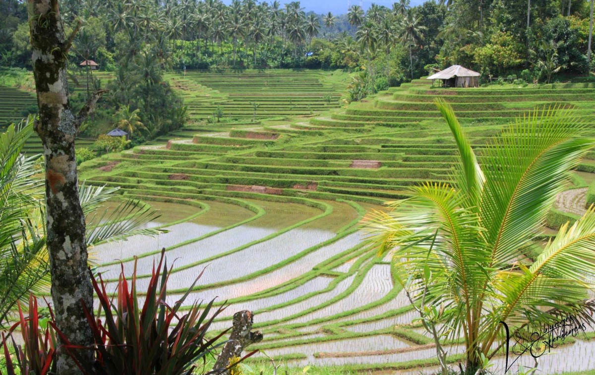 Voyages et Expériences : Bali: de Pemuteran à Sanur VIA PUPUAN, Sublime!