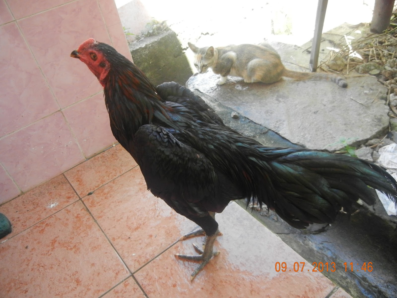 AYAM KINABALU: AYAM MUDA BIBIT BANGLO