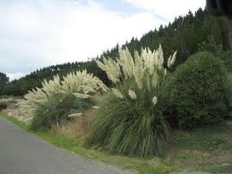 Dave’s Garden: NZ Toi Toi Bush (or is it Pampas Grass?)