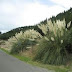 Dave’s Garden: NZ Toi Toi Bush (or is it Pampas Grass?)