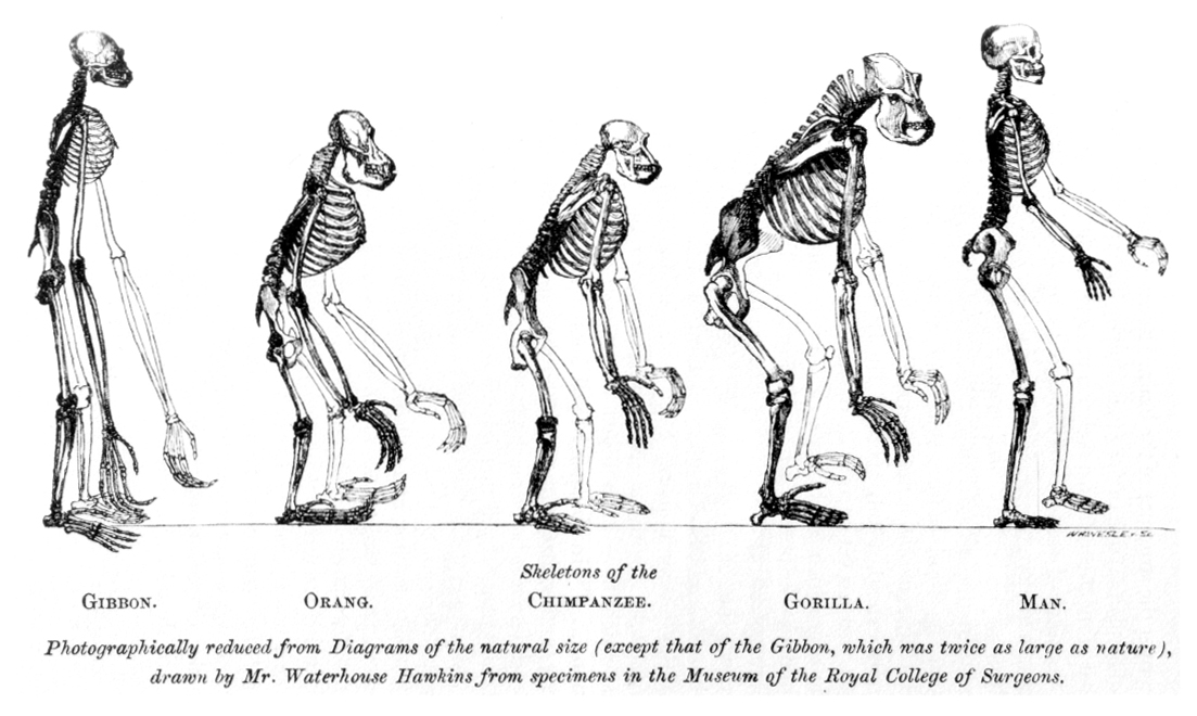 The teach Zone: Human Evolution Timeline Interactive Picture!