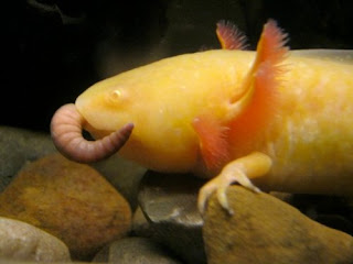 Descripción y Ciclo de Vida - Ajolote "Axolotl"