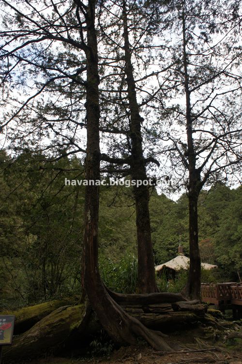 Havana QQ Travel Blog: Alishan