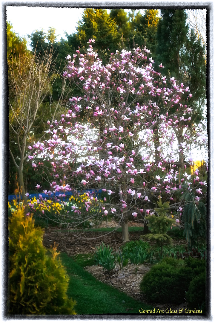 Conrad Art Glass & Gardens: #2 of "The 2017 garden year in review ...