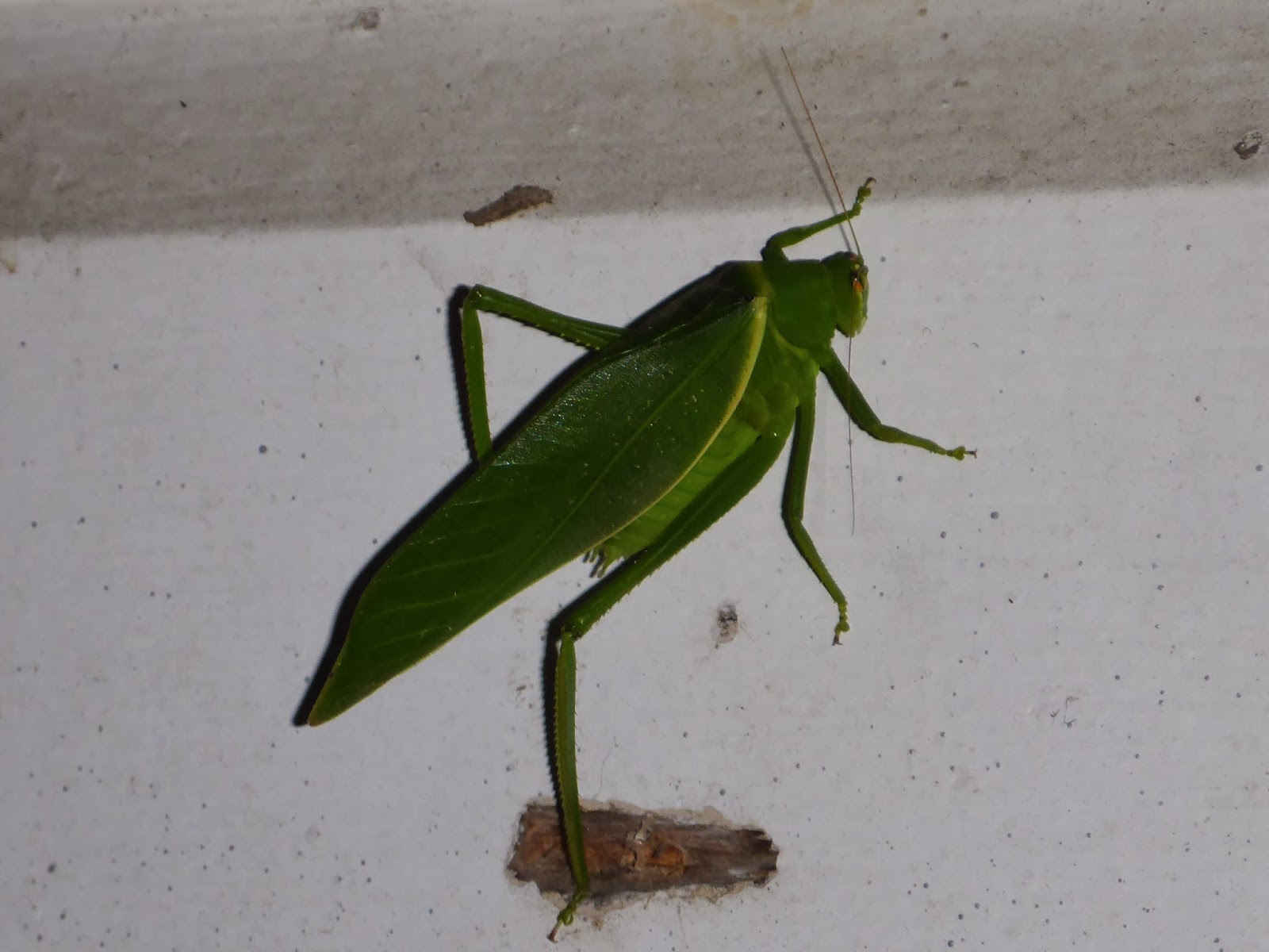 Steve and Dee's Australian Tour - Part 2: Mossman 2. (Including Cane ...