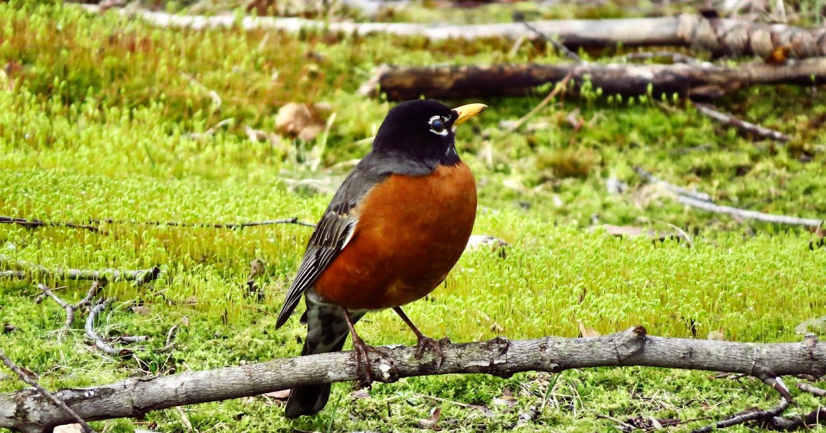 Vermont Birds and Words : Early arrival - sings of spring