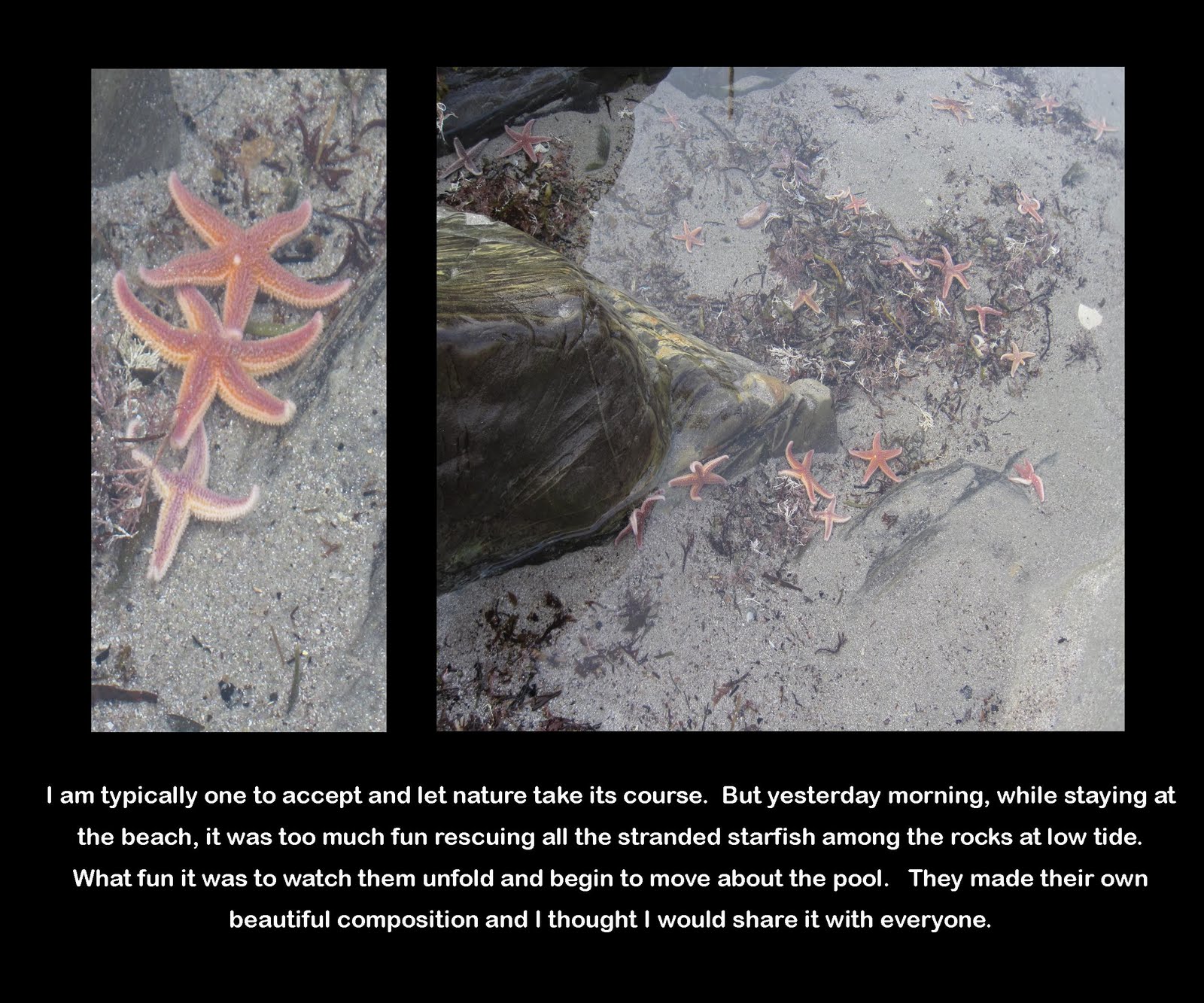 Zentangle - Time To Tangle: Starfish Rescue