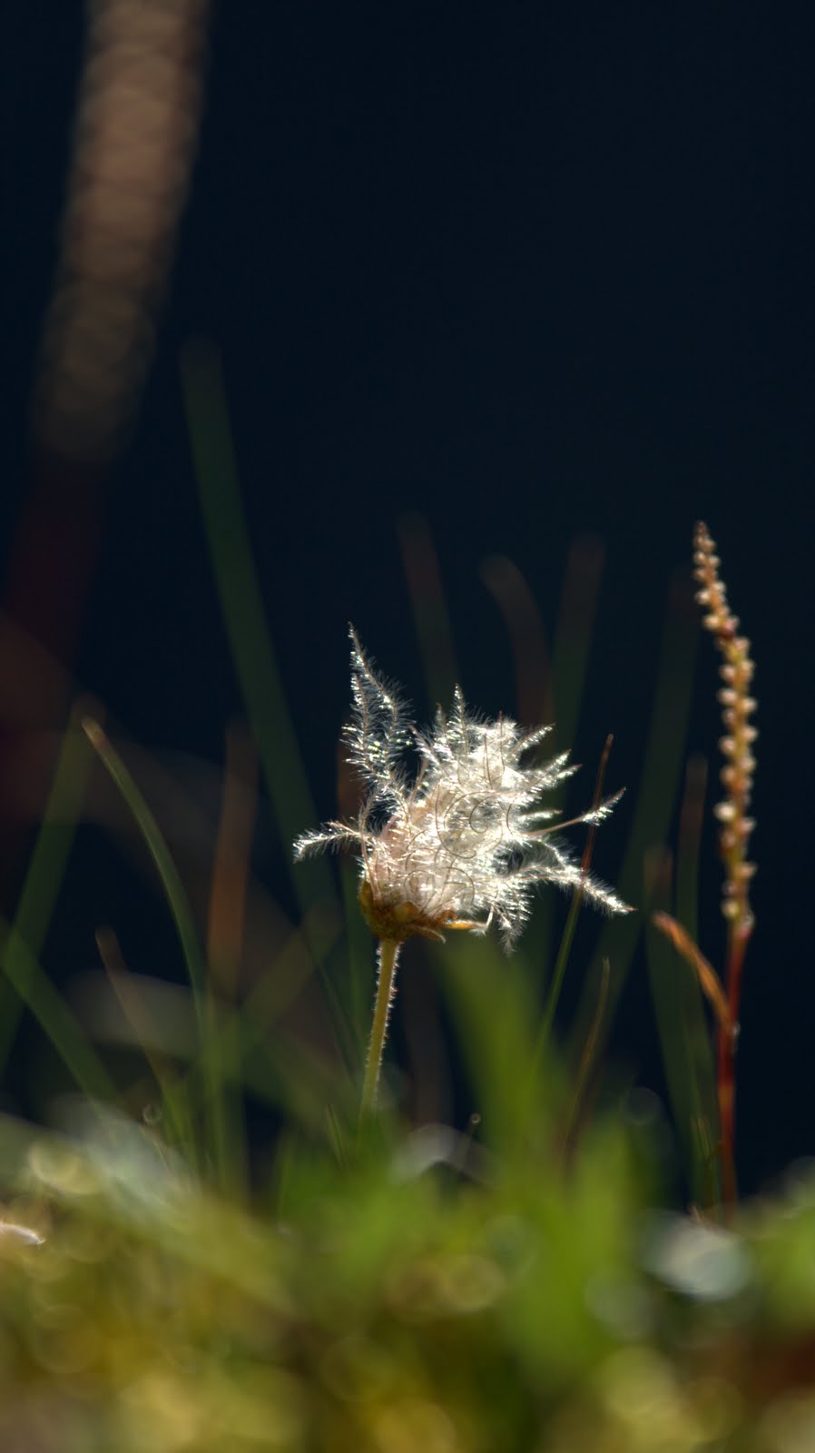 Alpenblumen: Weisse Silberwurz - Dryas octopetala