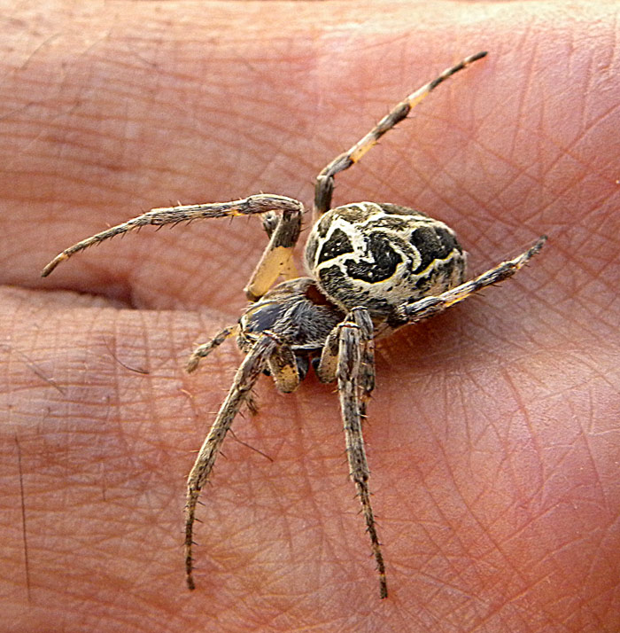 Foto-Natura-Huesca: BRIDGE SPIDER Larinioides sclopetarius Carl ...