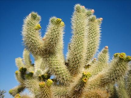 Terra Nostra: CHOYA - Cylindropuntia fulgida