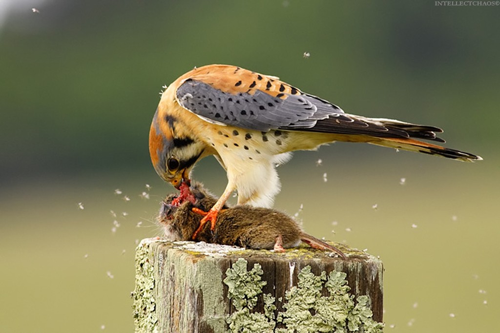 walking distance & et cetera -: Animals