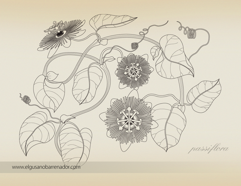 Passiflora illustration