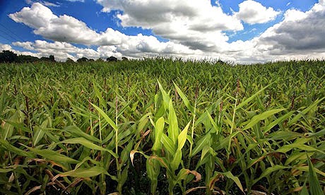 High Time for Heat Tolerant and Insect Resistant Varieties of Crops ...