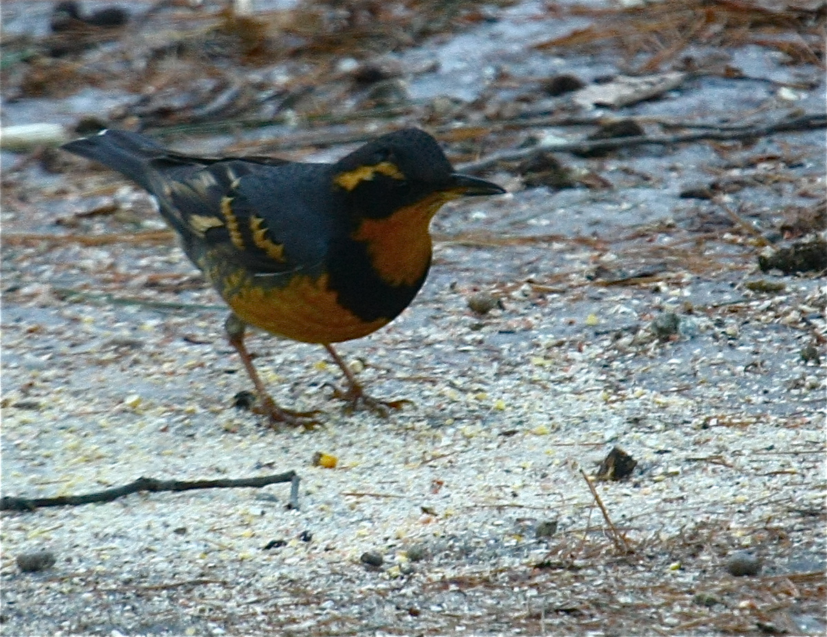 The Wandering Naturalist: East-west migrations: Varied Thrush