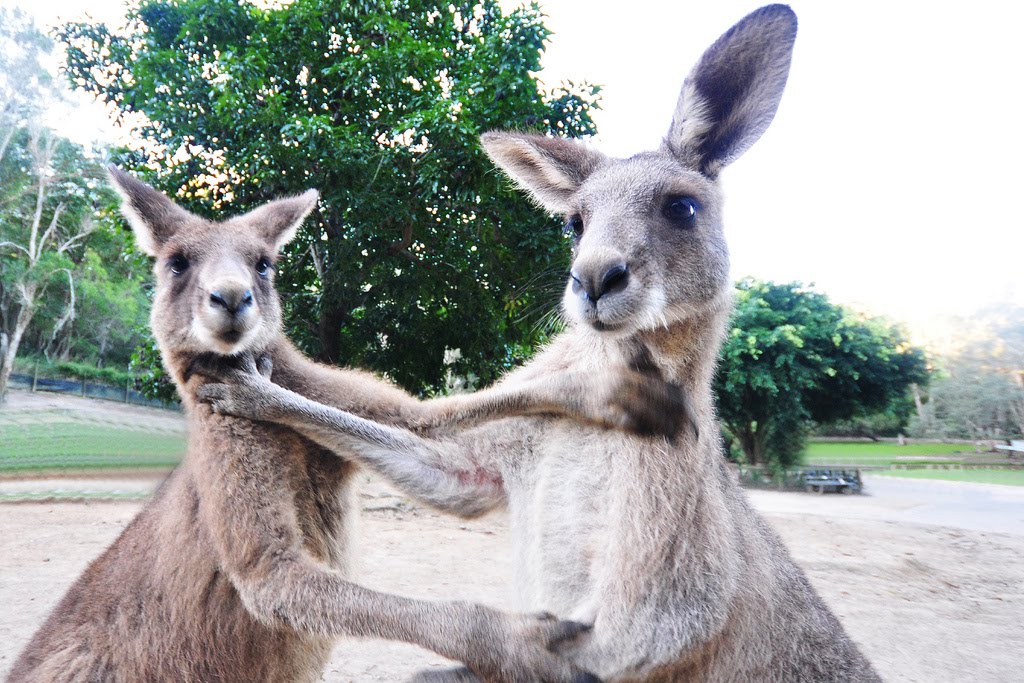 Funny animals of the week (27 pics) | Amazing Creatures