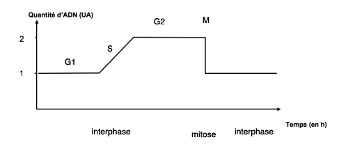 La Division Cellulaire : La Mitose et La Méiose | Bio faculté
