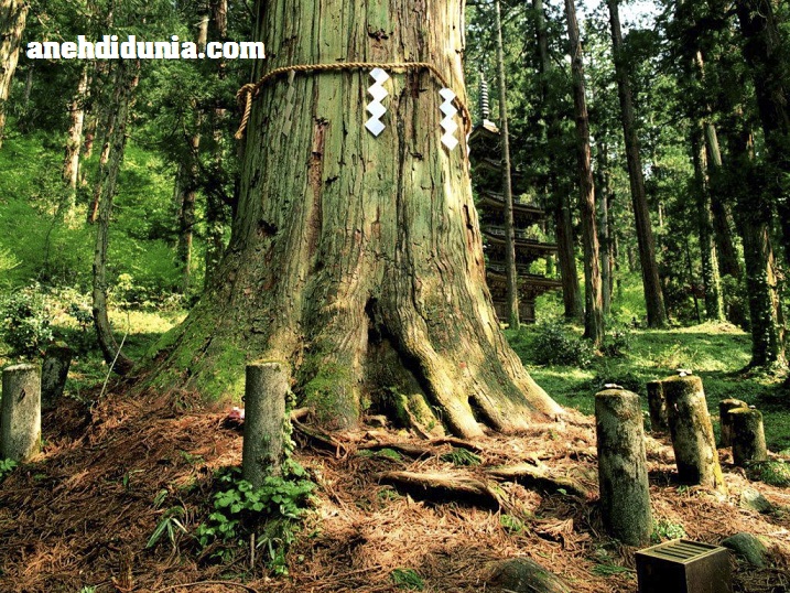 Legenda Sakaki Pohon Suci Agama Shinto Di Jepang - Berita Aneh dan Unik ...