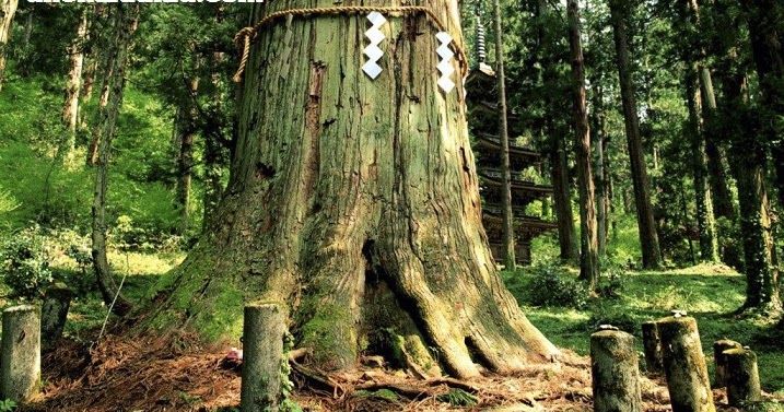 Legenda Sakaki Pohon Suci Agama Shinto Di Jepang - Berita Aneh dan Unik ...