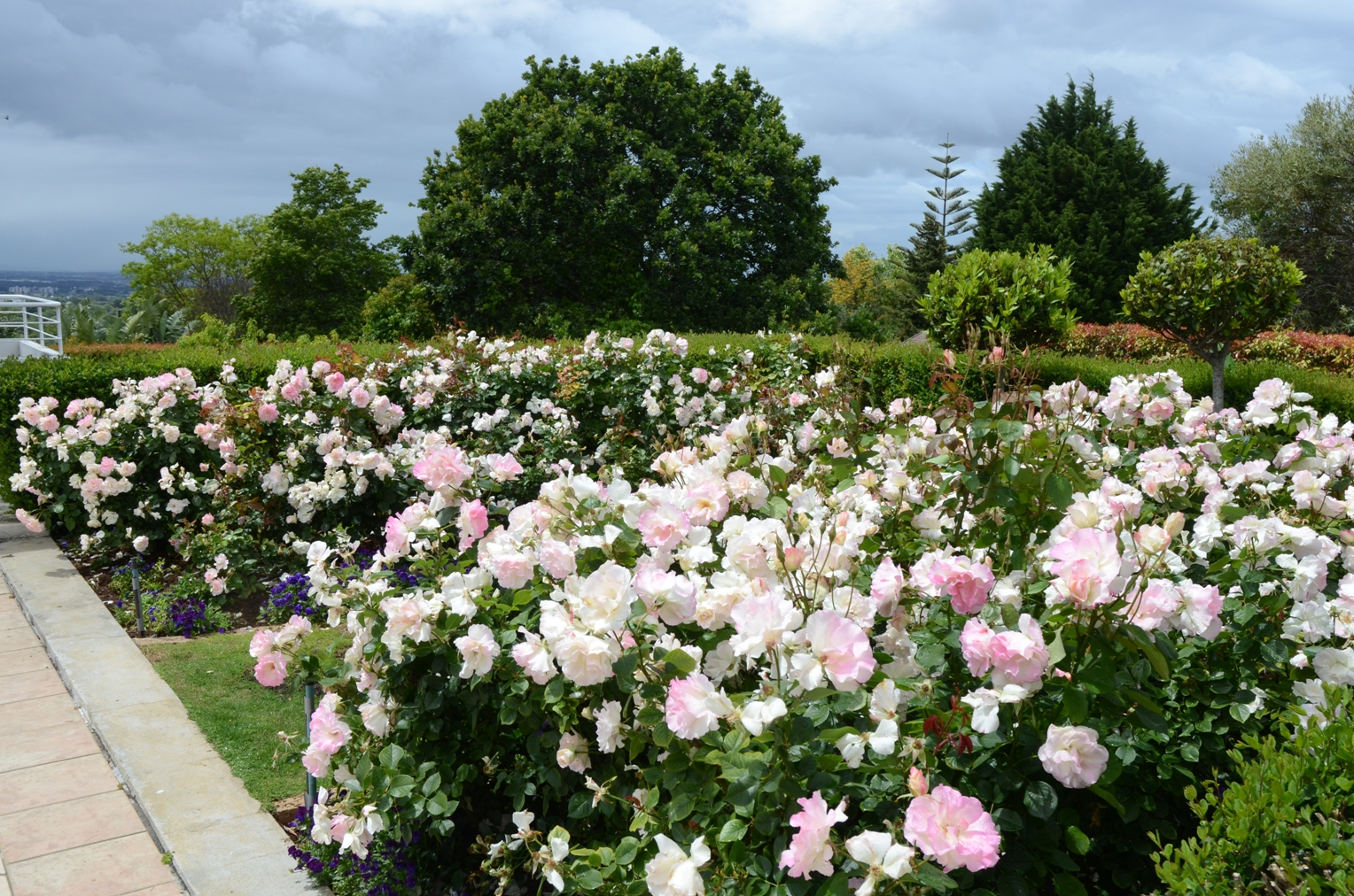 66 Square Feet (Plus): Cape Town Open Gardens