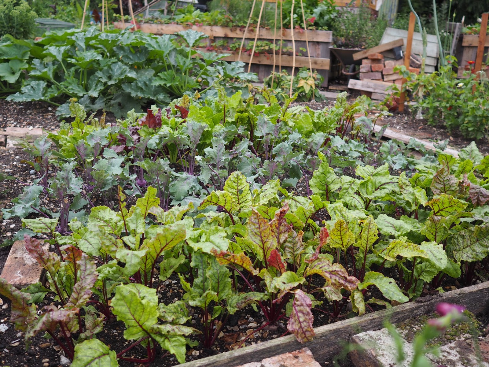 A Summer Allotment Update - Roses and Rolltops