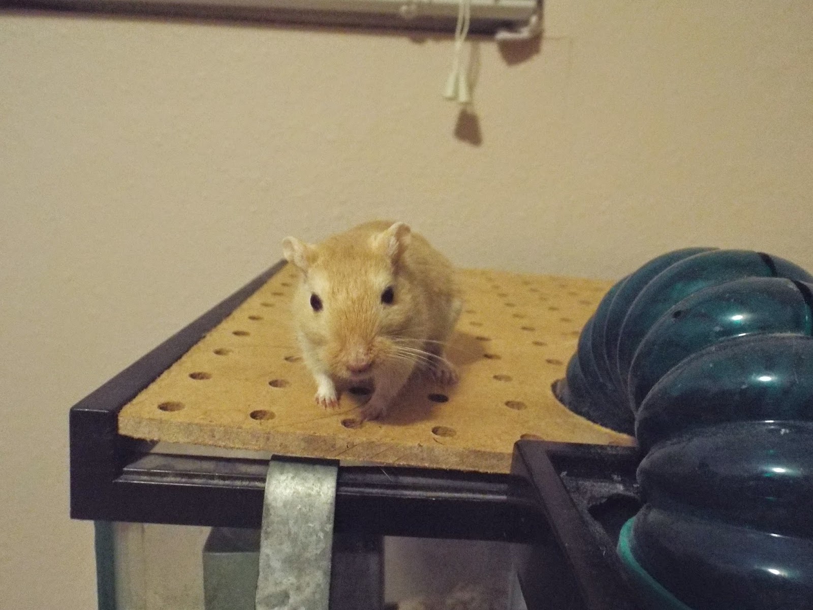 The Gerbil Journal: How to tell if its healthy