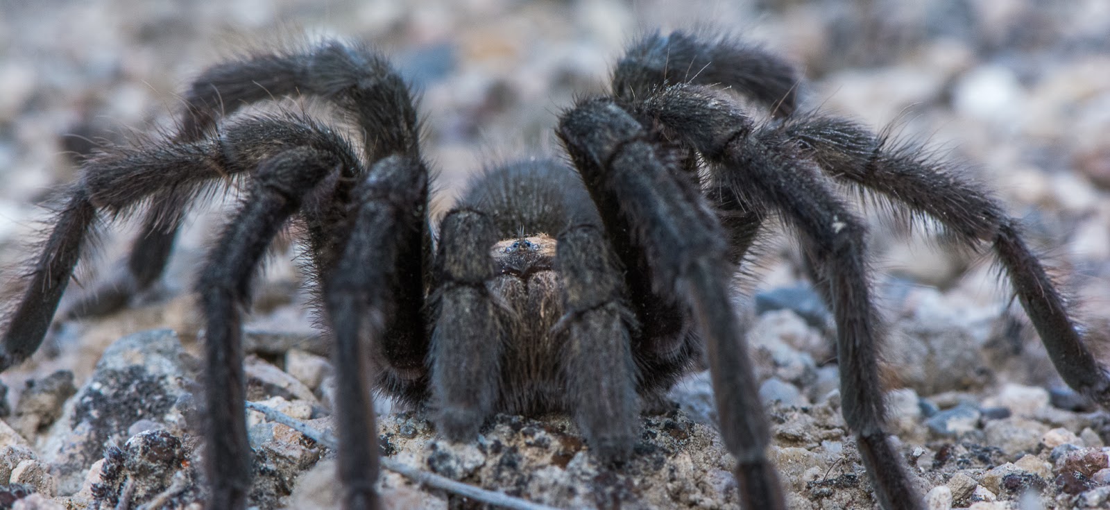 NeoVista Birds and Wildlife: Topped Off With a Tarantula