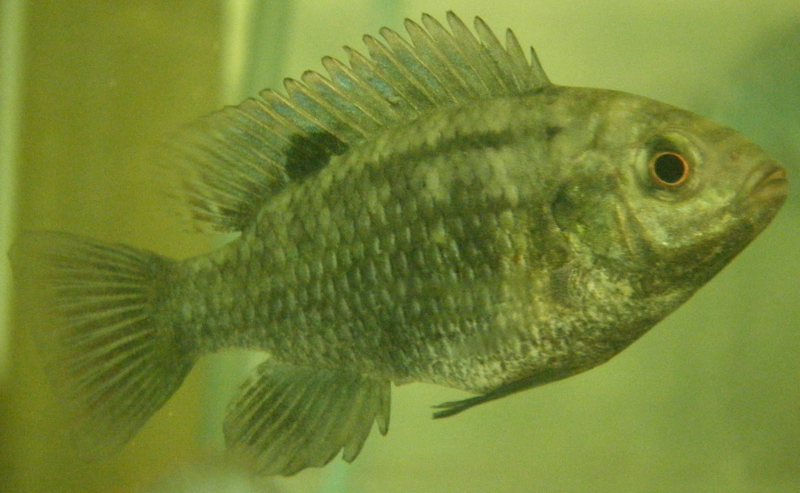 The Aquaculturists: 09/03/2018: Tilapia: miracle fish