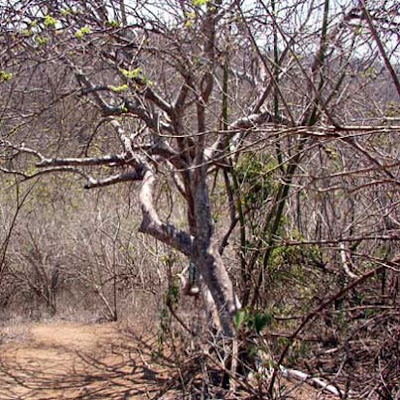 PLAAN : Palo Santo - Bursera graveolens