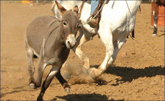 Forever Home Donkey Rescue: ROPING DONKEYS.........!!!