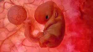 TALIDOMIDA: LA TALIDOMIDA Y SUS EFECTOS EN LOS FETOS