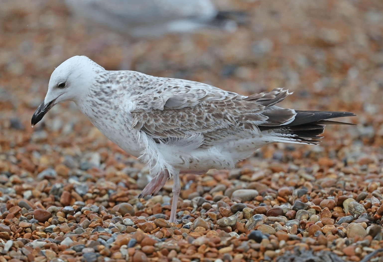 PLODDINGBIRDER: Wind, Rain and loads of Sea Birds