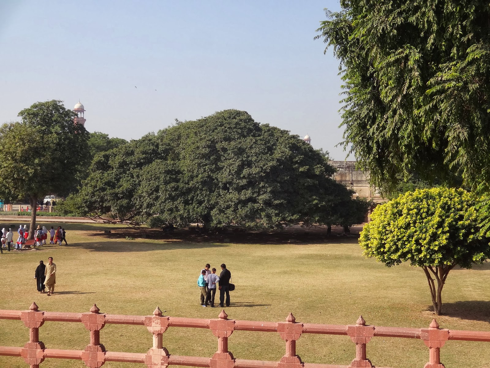 Plants of Lahore - Pakistan: Pilkhan tree- A magnificent joy!
