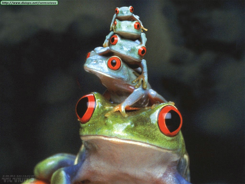 Amazing Frogs Pictures - Stories Today