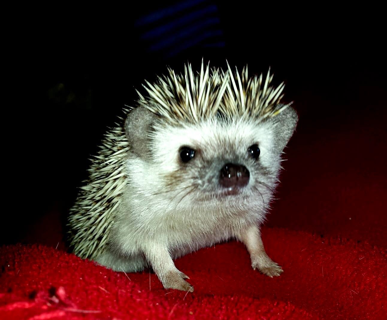 El blog de Bichosa: Alimentación del erizo africano