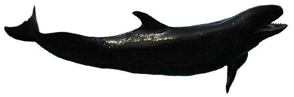 FALSA-ORCA (Pseudorca crassidens)