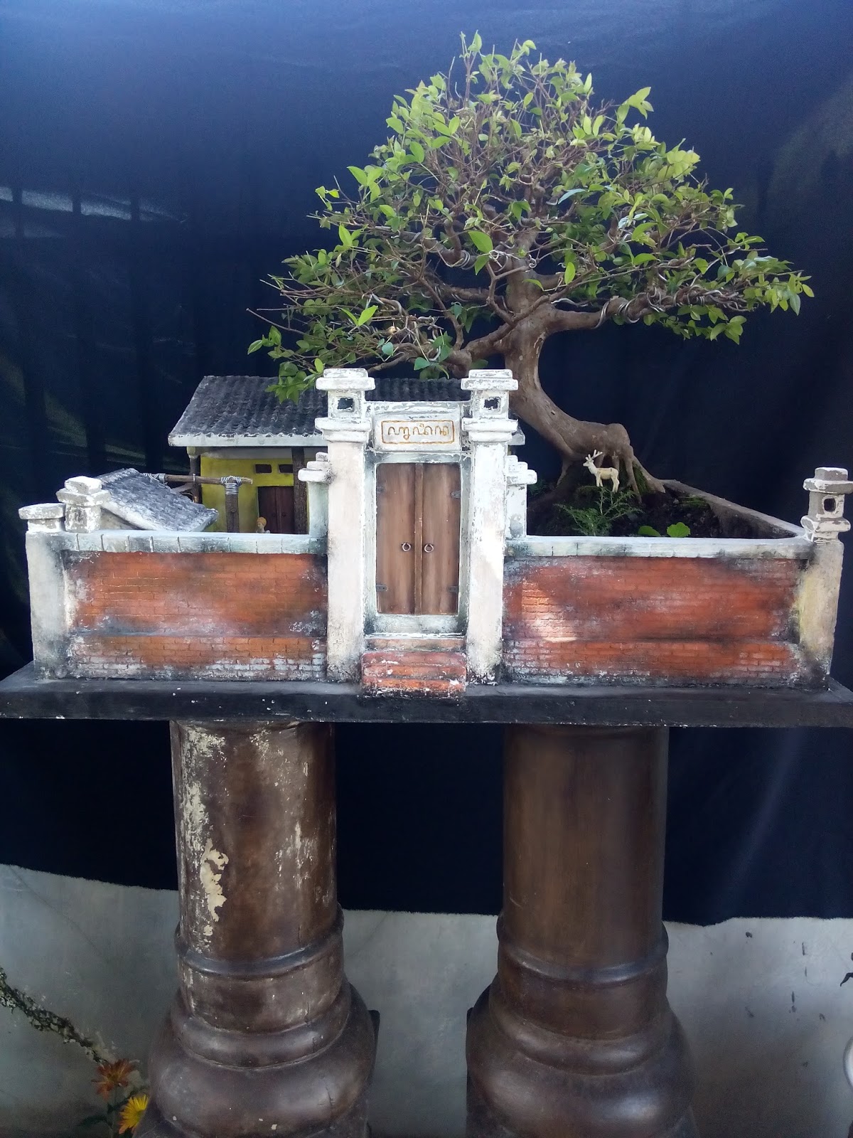 TANAMAN BONSAI BANJARMASIN: TANAMAN BONSAI KUPA LANDAK (ANGGUR BRAZIL)