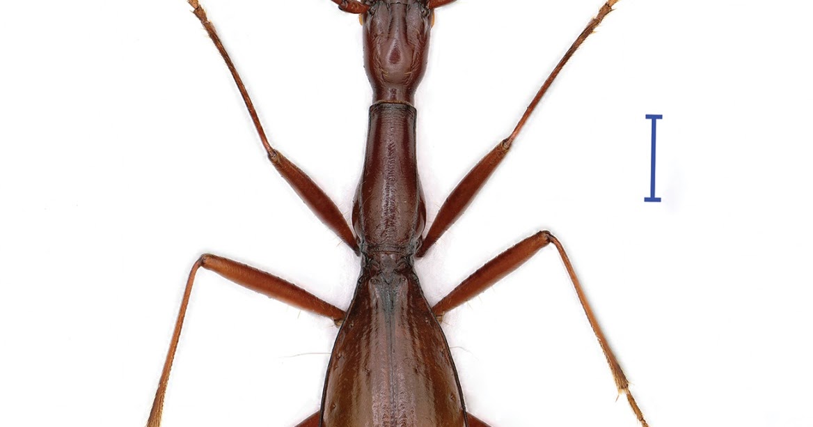 La Biología Subterránea: un mundo por descubrir: Nuevo género y nueva ...