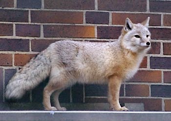 Tibetan Sand Fox Animals | Amazing Facts & Latest Pictures | The Wildlife
